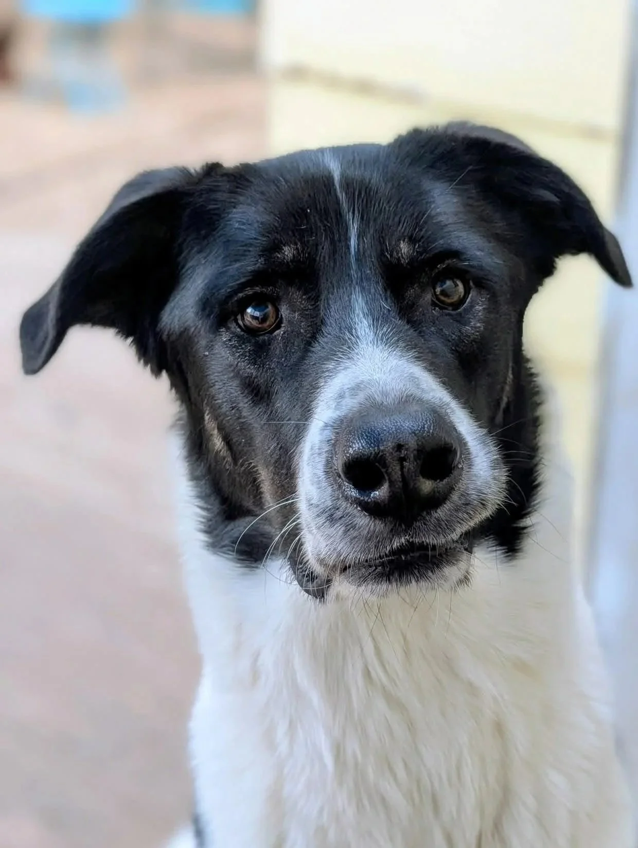 Saskatoon SPCA | Animal Shelter and Adoption Services in Saskatoon