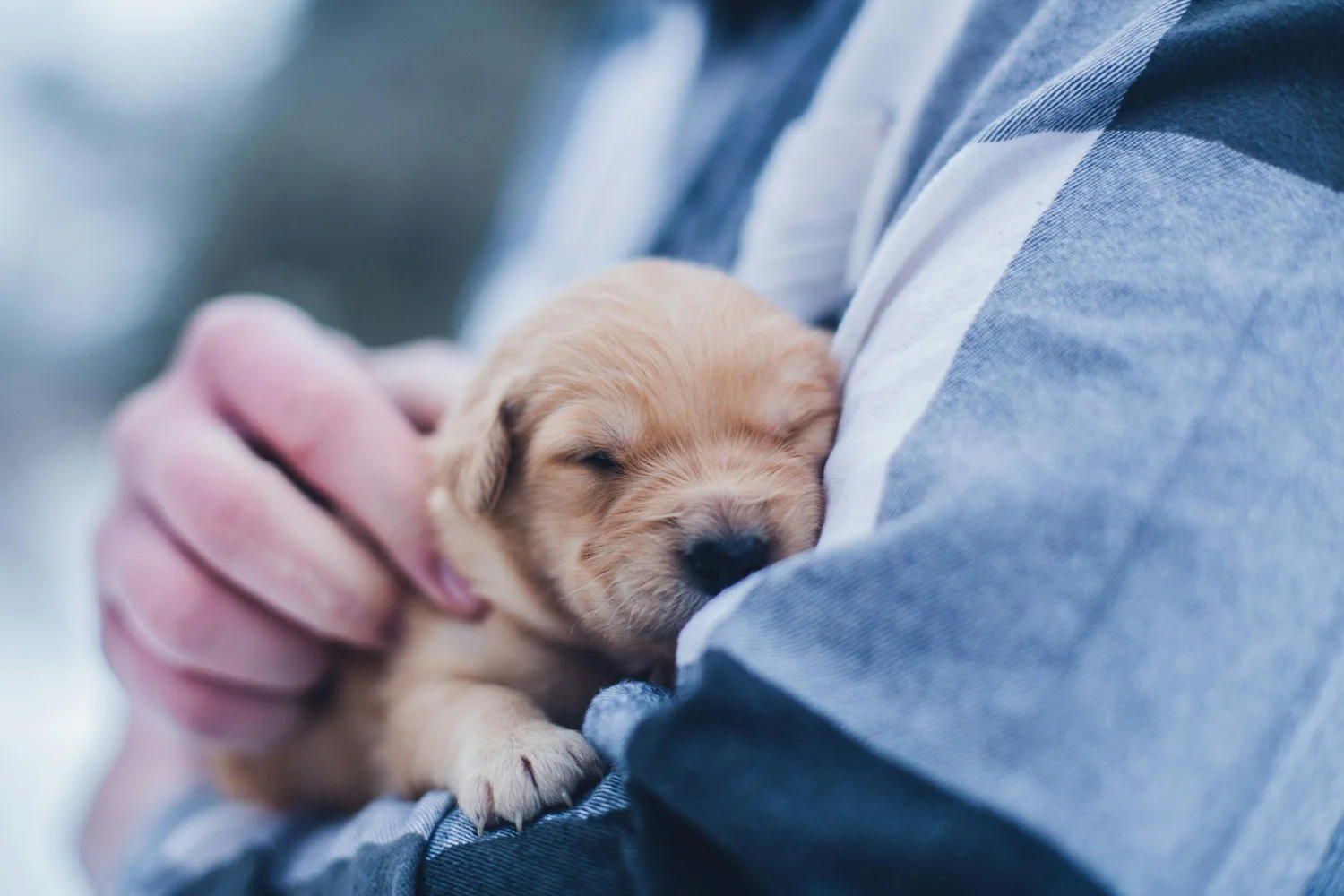 Volunteer with Saskatoon SPCA | Make a Difference for Animals ...