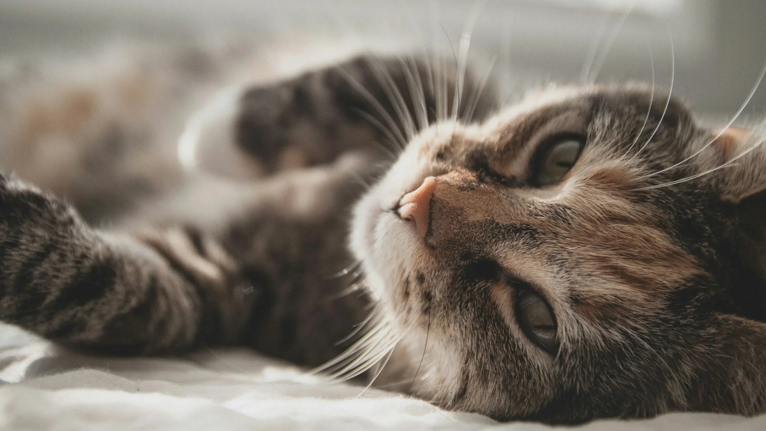 Saskatoon SPCA | Animal Shelter and Adoption Services in Saskatoon