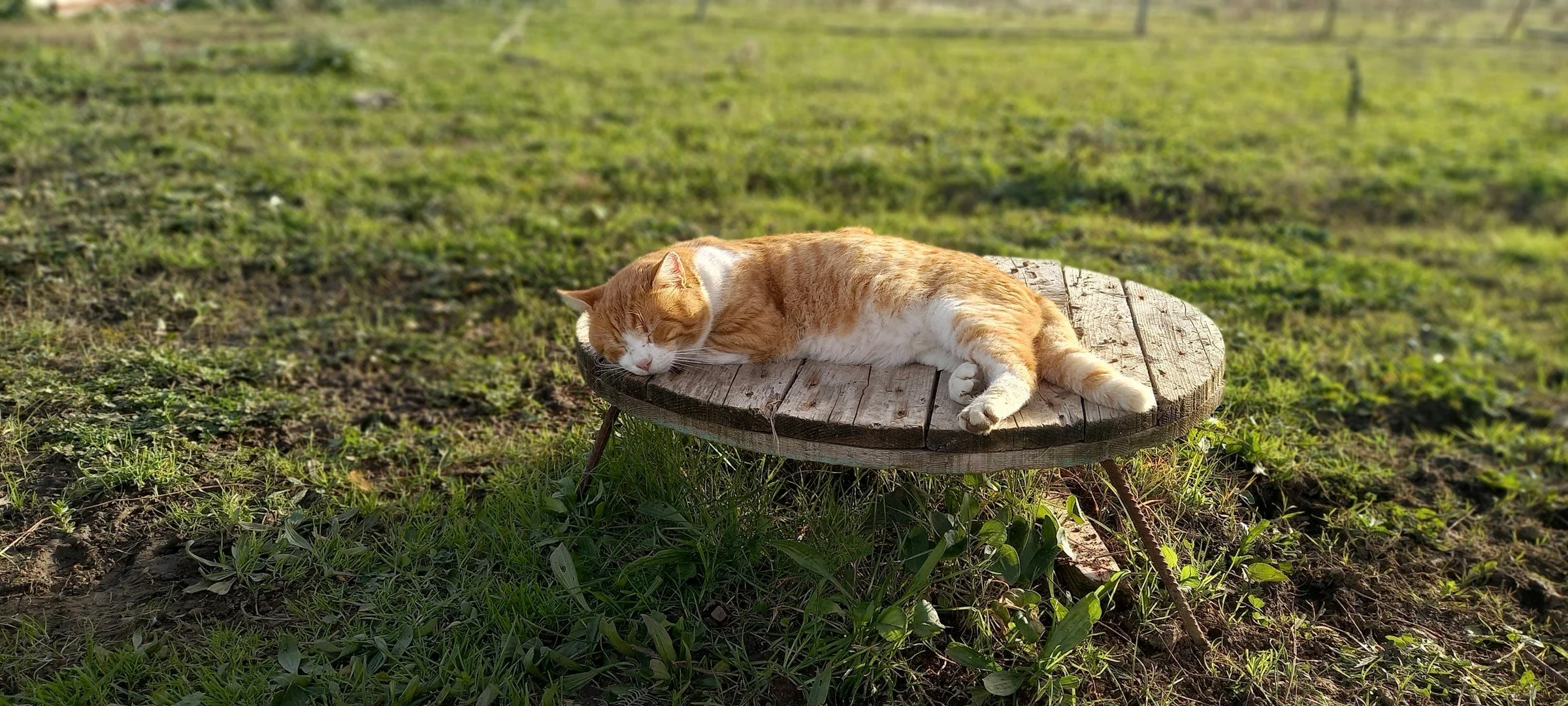 Working Cat Program | Adopt a Working Cat from Saskatoon SPCA ...