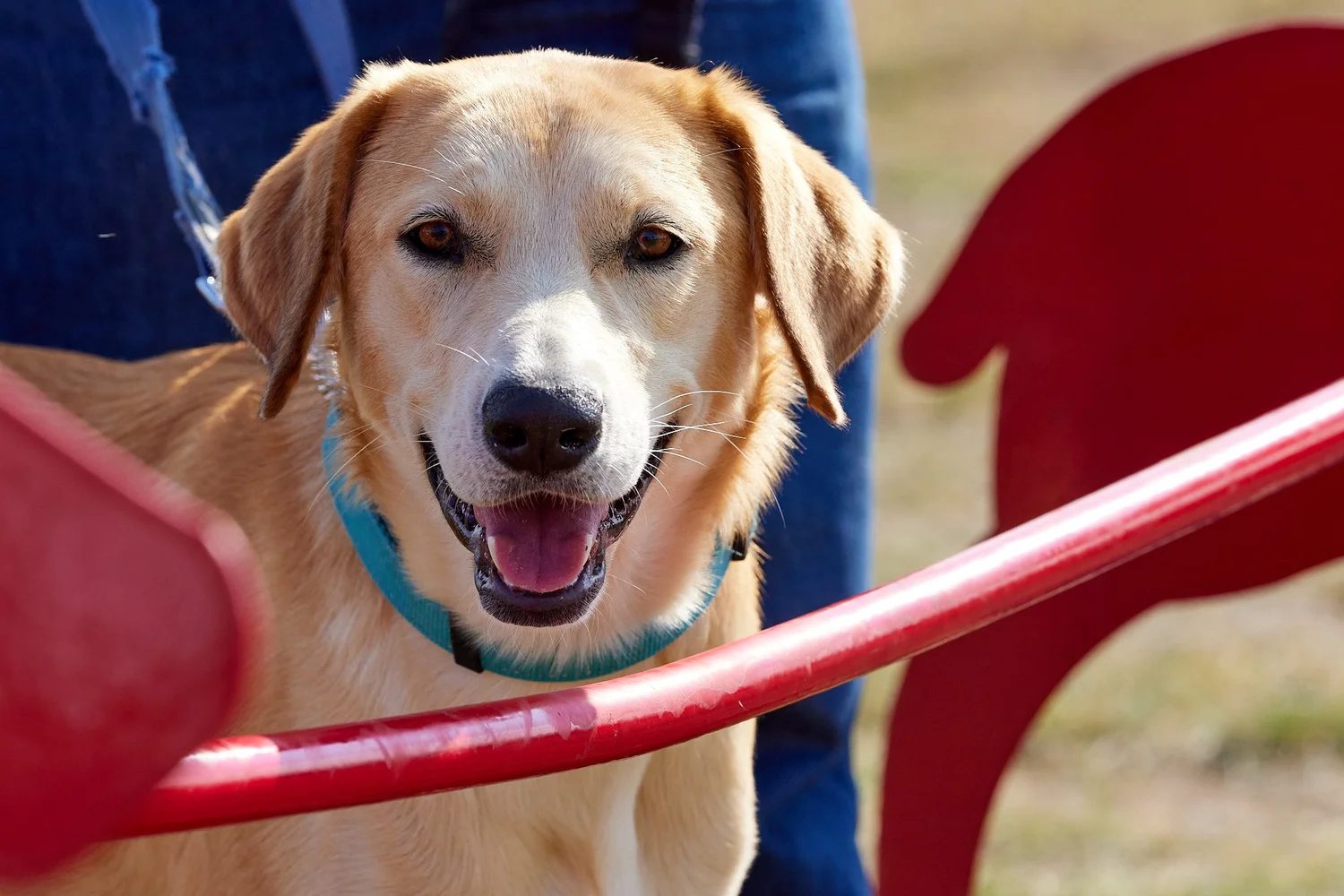 Licensing Your Pet — Saskatoon SPCA