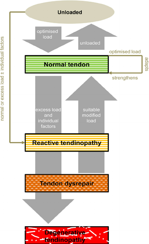 Understanding Tendinopathy: From Pain to Prevention — Uplift ...