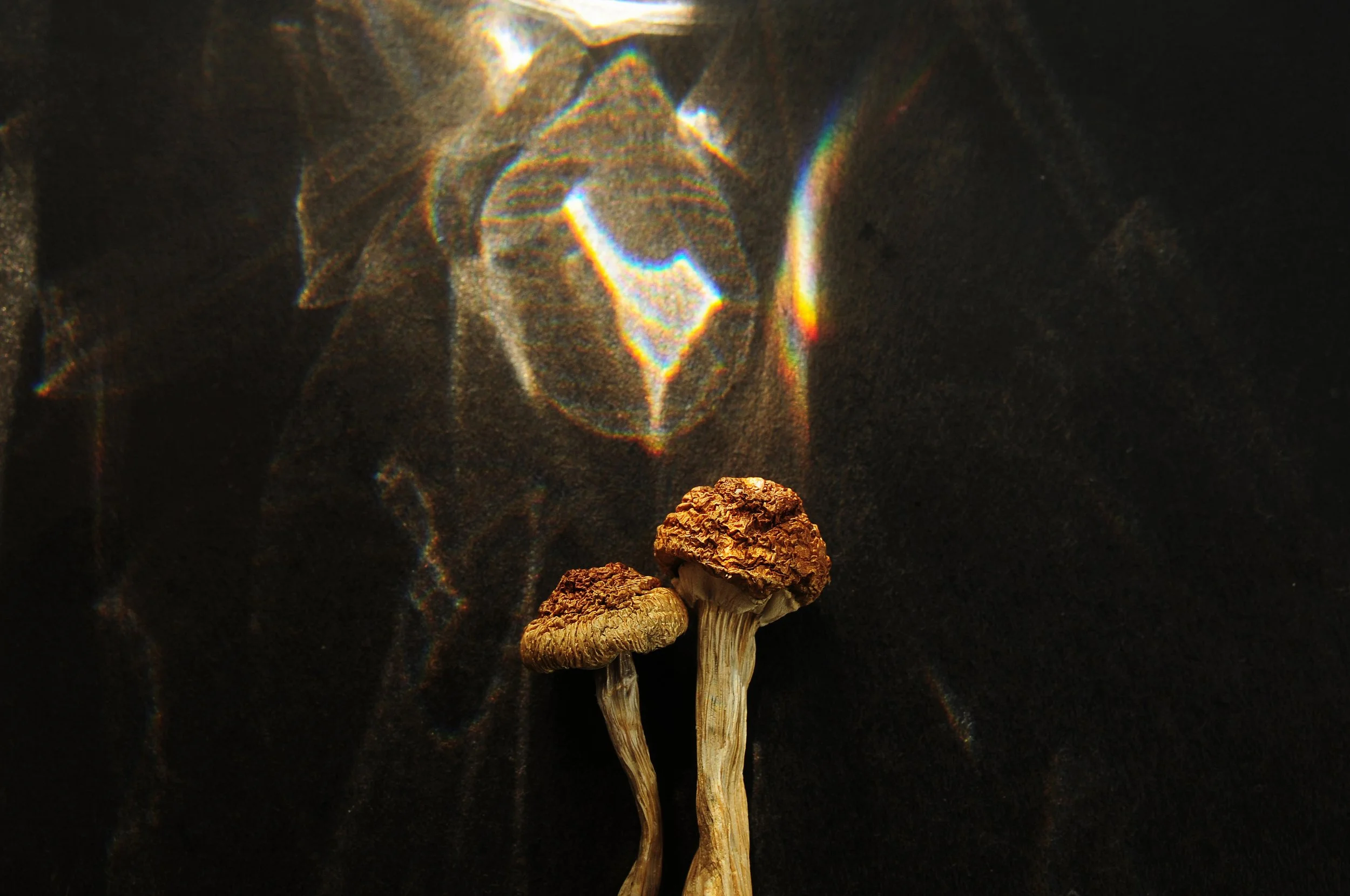 Find Legal Psilocybin Mushrooms in Oregon — Shroom Maps