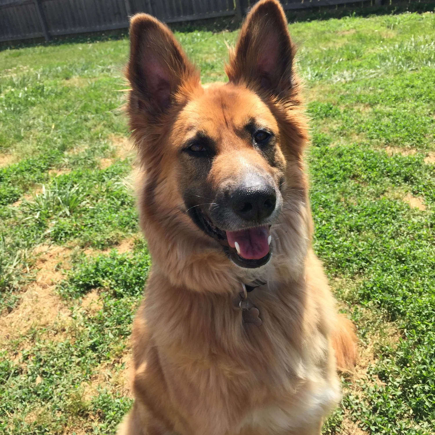 Dog Gone Good Time Farm | Experience pet care now