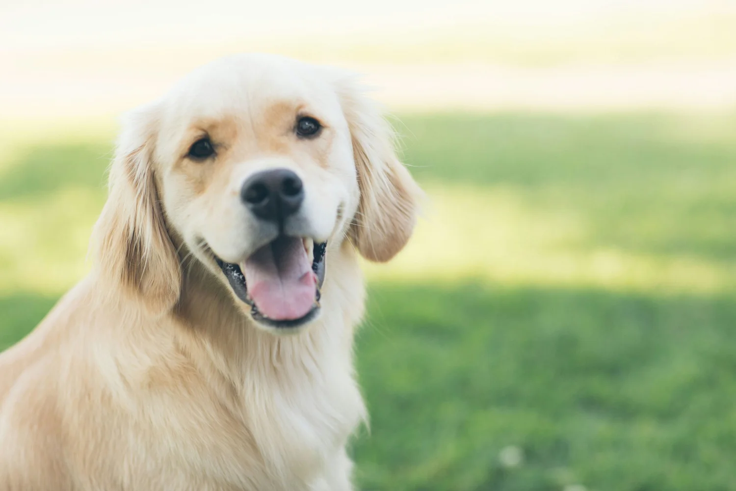 Training Classes — Camp Bandy Pet Resort