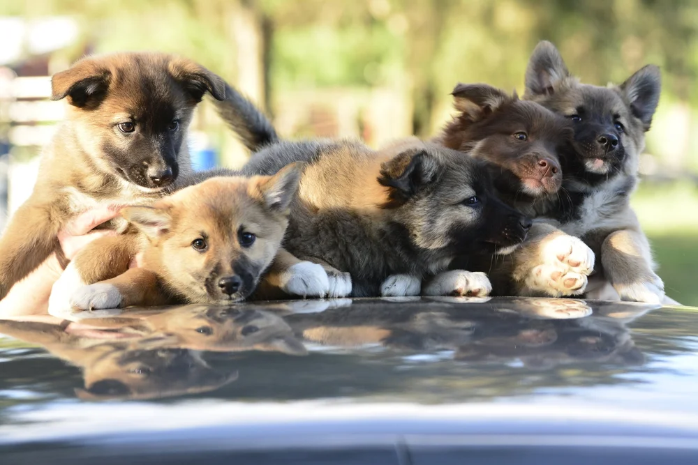 Litters — Crossbreeze Farm