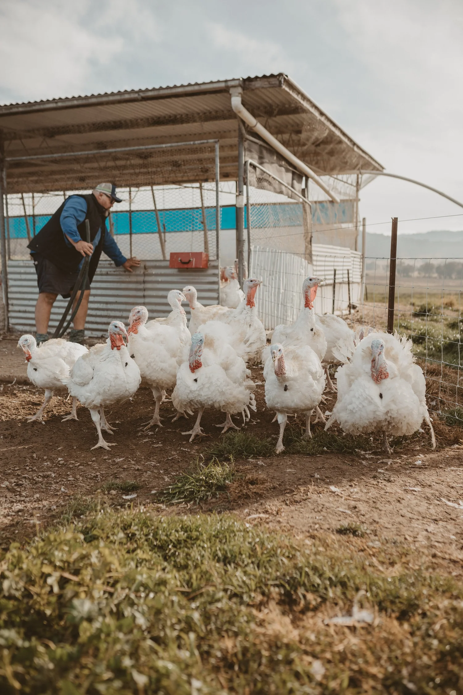 General 1 — Quast Turkeys