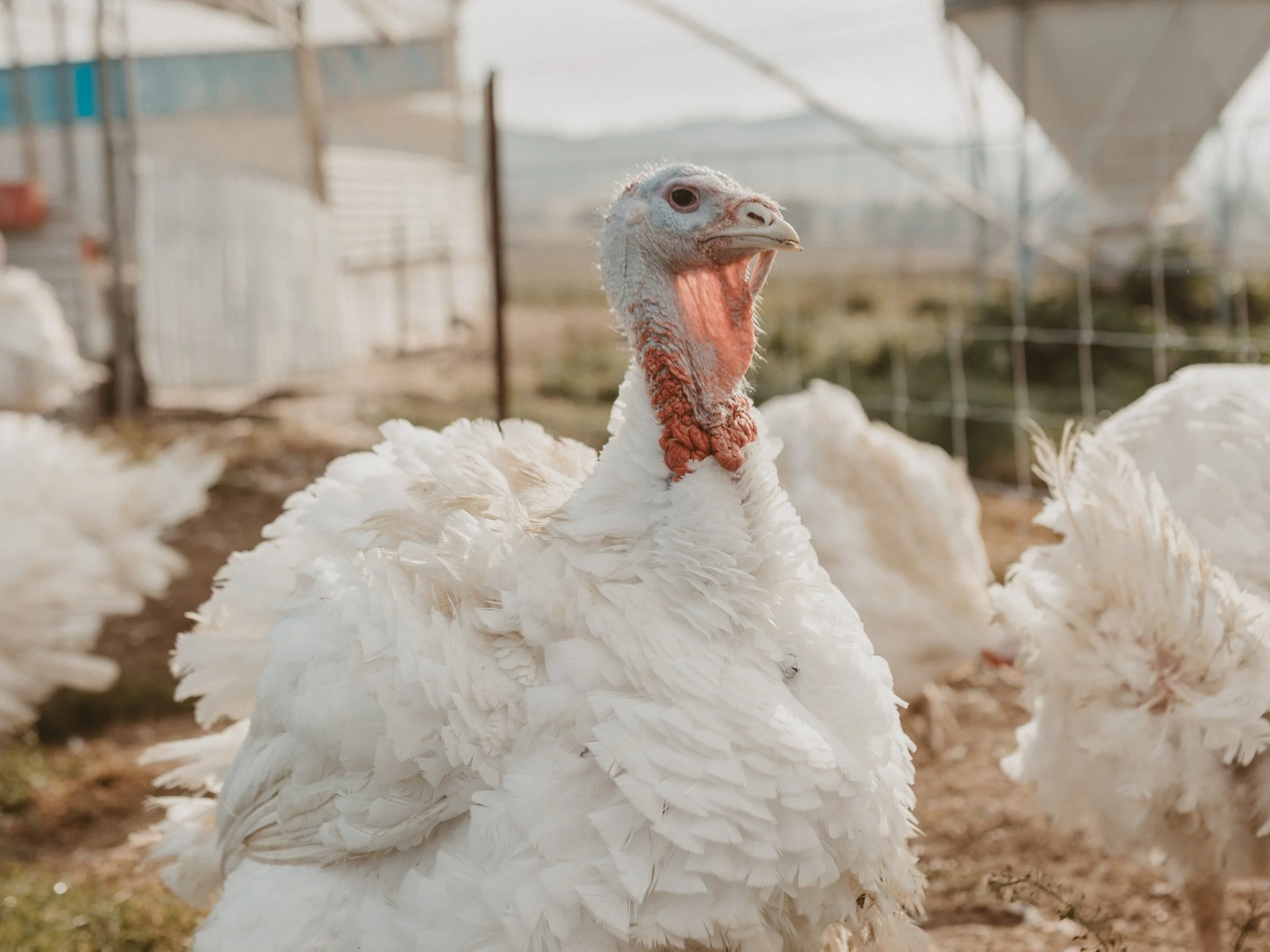 Services 3 — Quast Turkeys