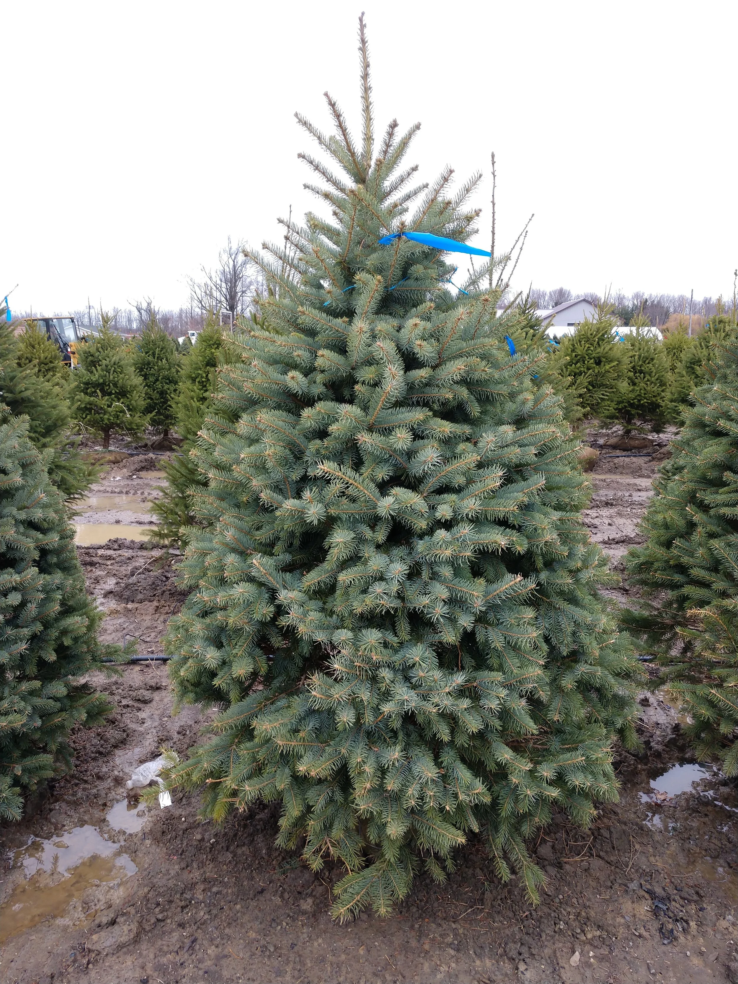 Available Trees — Ohio Trees