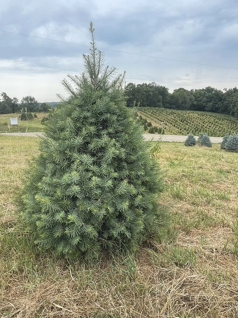 Available Trees — Ohio Trees