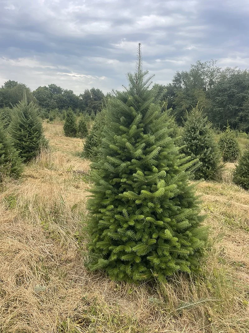 Available Trees — Ohio Trees