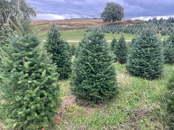 Ohio Trees