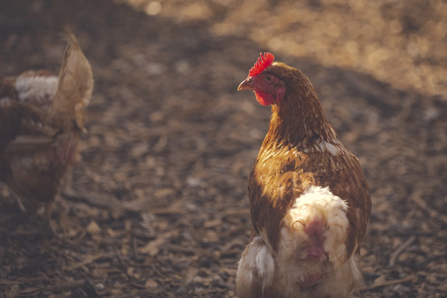 Pasture-Raised Chicken & Turkey — Square Roots Farm