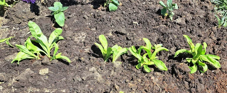 Creating Your Own Back Yard Herbal Apothecary — Rustic Roots & Simple ...