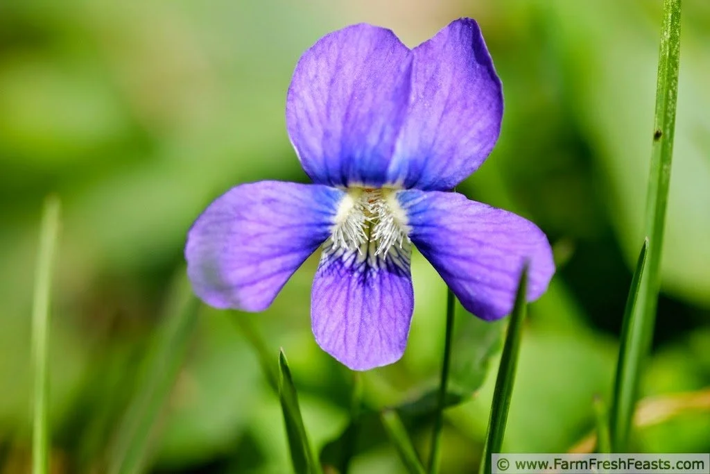 Uses & Benefits of Wild Violets — Rustic Roots & Simple Living