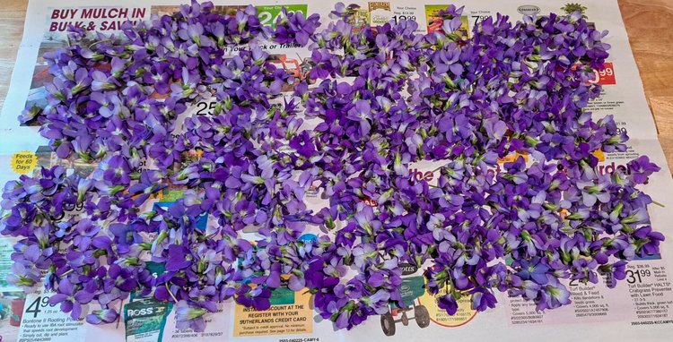 Uses & Benefits of Wild Violets — Rustic Roots & Simple Living
