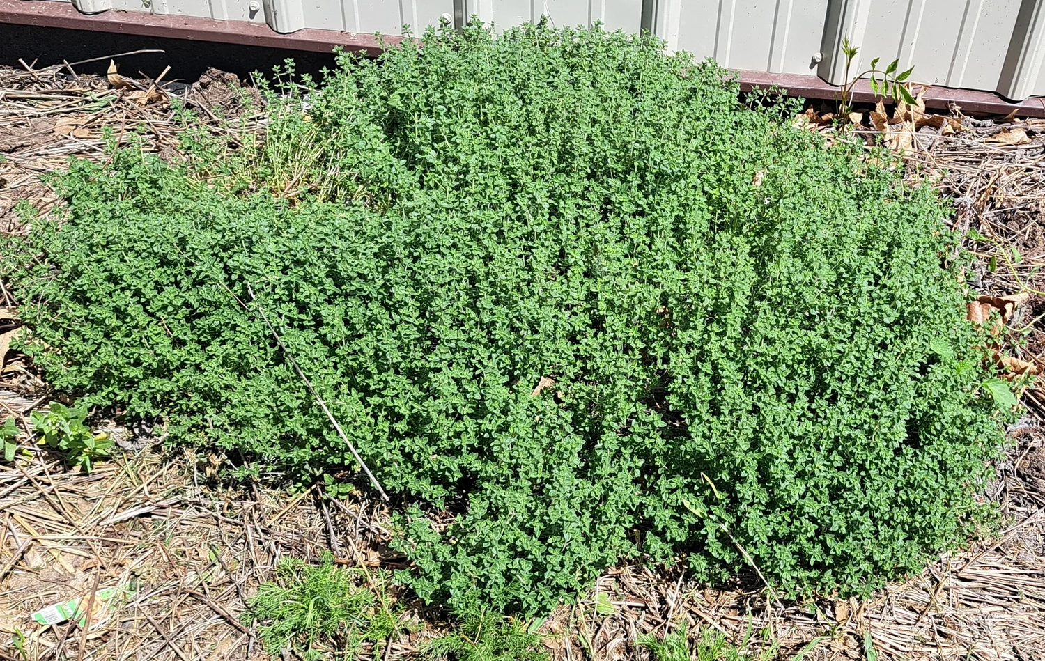 Creating Your Own Back Yard Herbal Apothecary — Rustic Roots & Simple Living
