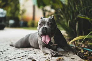 HUD Just Stopped Recognizing Emotional Support Animals! Landlords ...