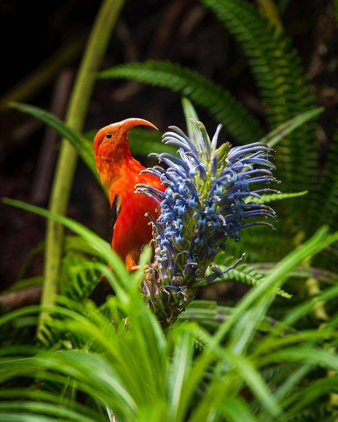 Visit the Park — Haleakalā Conservancy