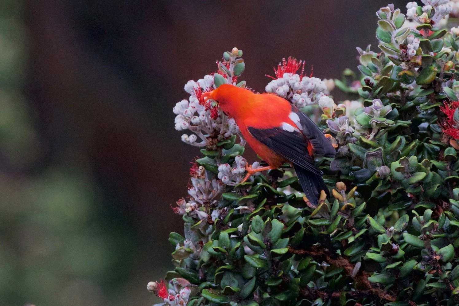 Wildlife — Haleakalā Conservancy