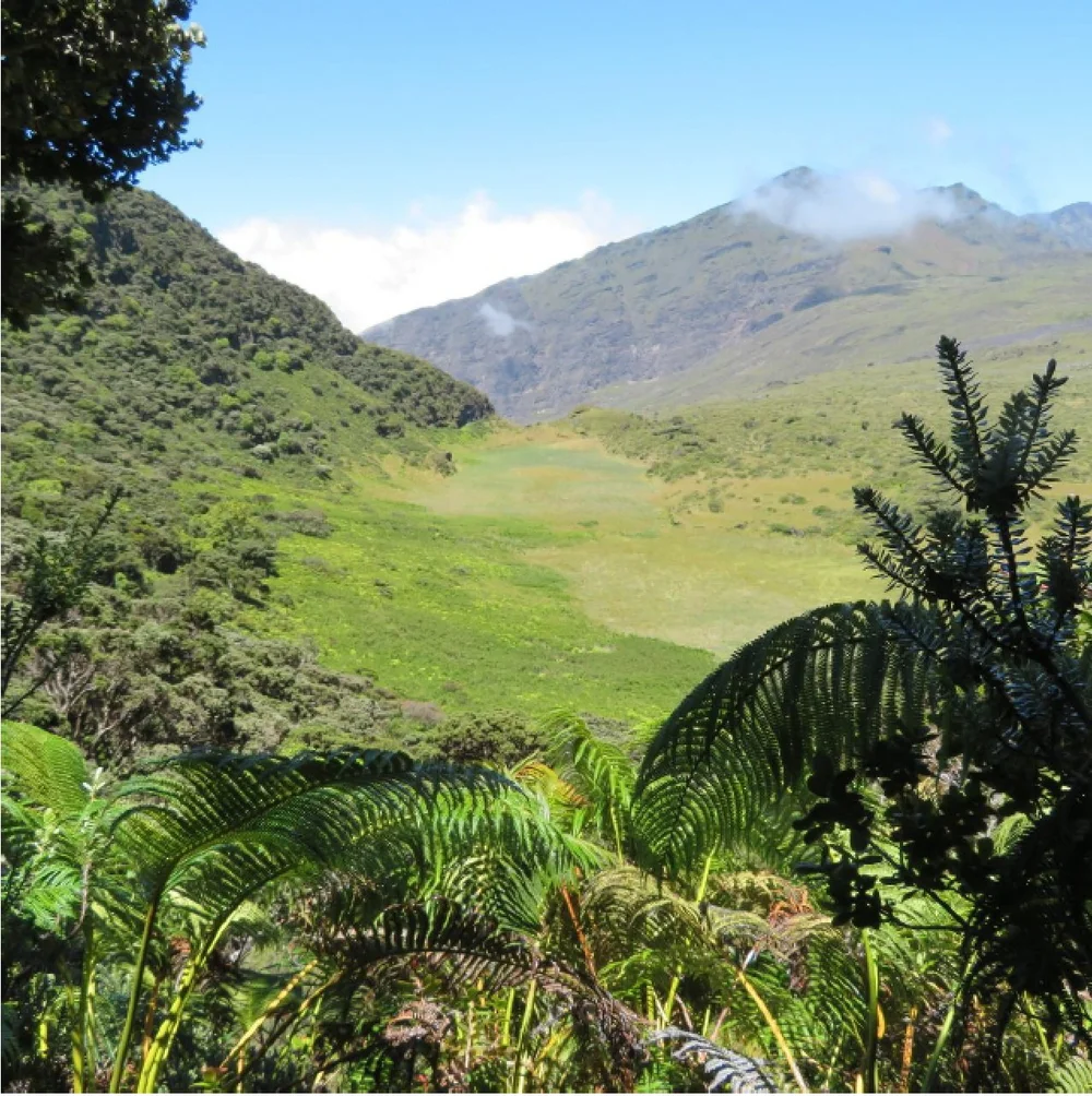 Wildlife — Haleakalā Conservancy