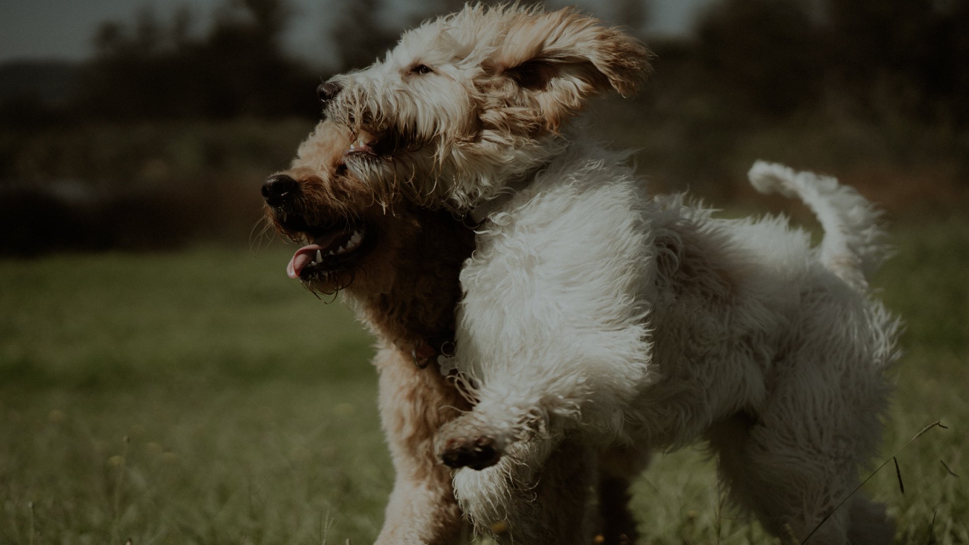 Ethical Groodle Breeder in Illawarra | Healthy, Happy Groodle Puppies