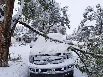 Emergency Tree Removal | DLC Landscape & Arbor