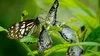 What — Resilience Hub Collaborative