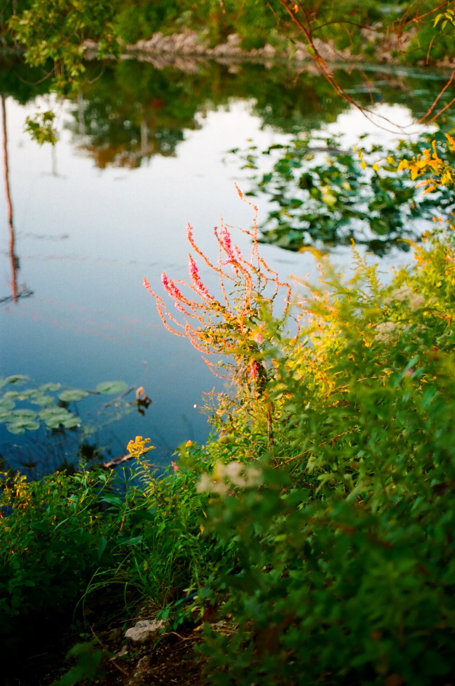Nature — Peter Andresen