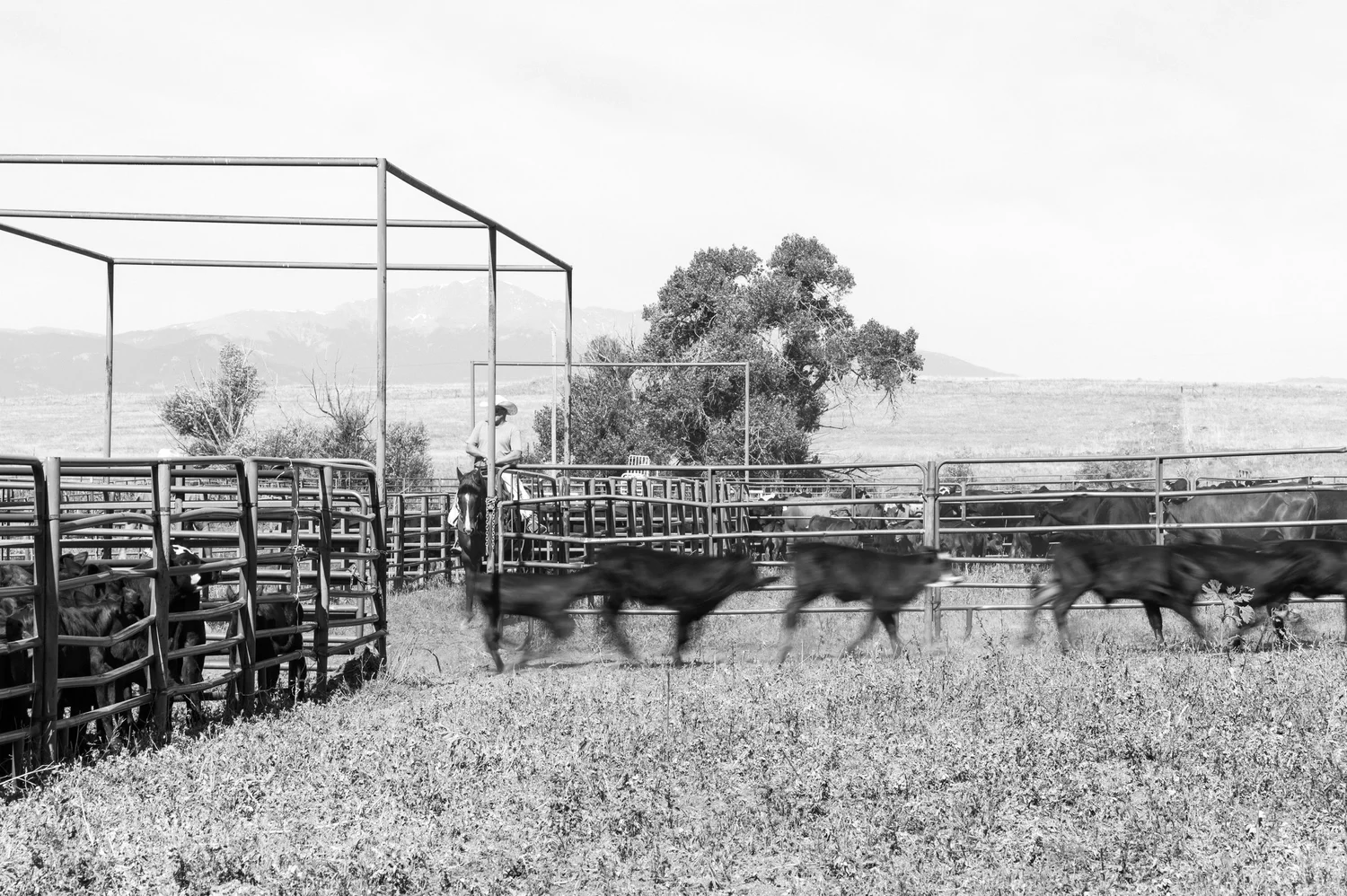 Flying Diamond Ranch