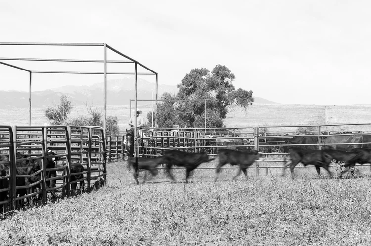 Flying Diamond Ranch