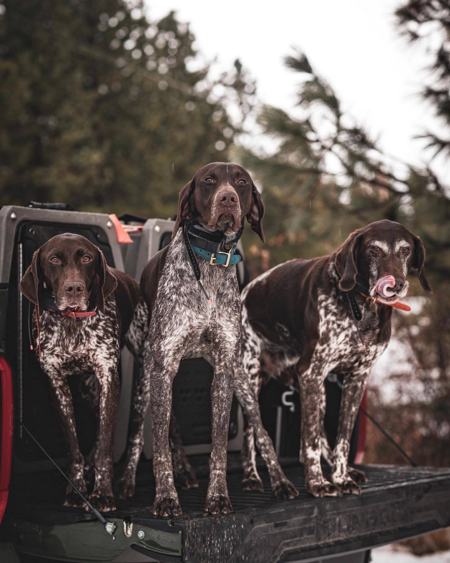 Gunner Kennels 300,000-Mile Review — Hunt.Vet