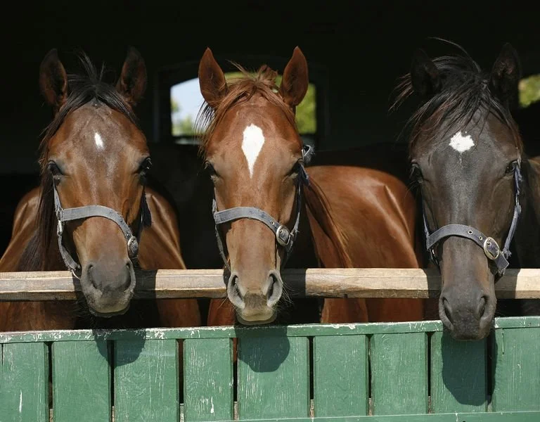 In South Korea, his horse whispers fall on deaf ears — JOHN M. GLIONNA