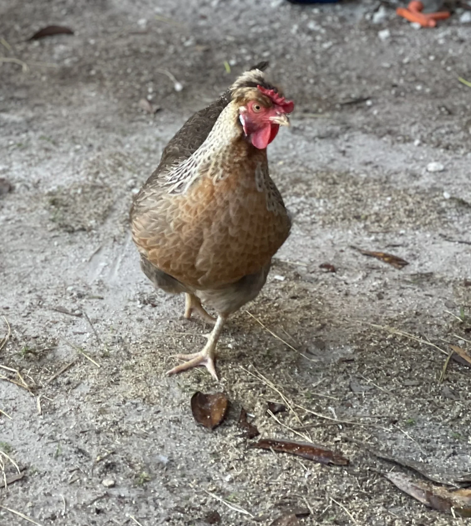 Hard-Boiled Myth: Hens Can’t Grow Spurs — The Hobby Chicken
