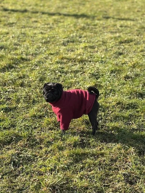 Winston — Breeds In Need