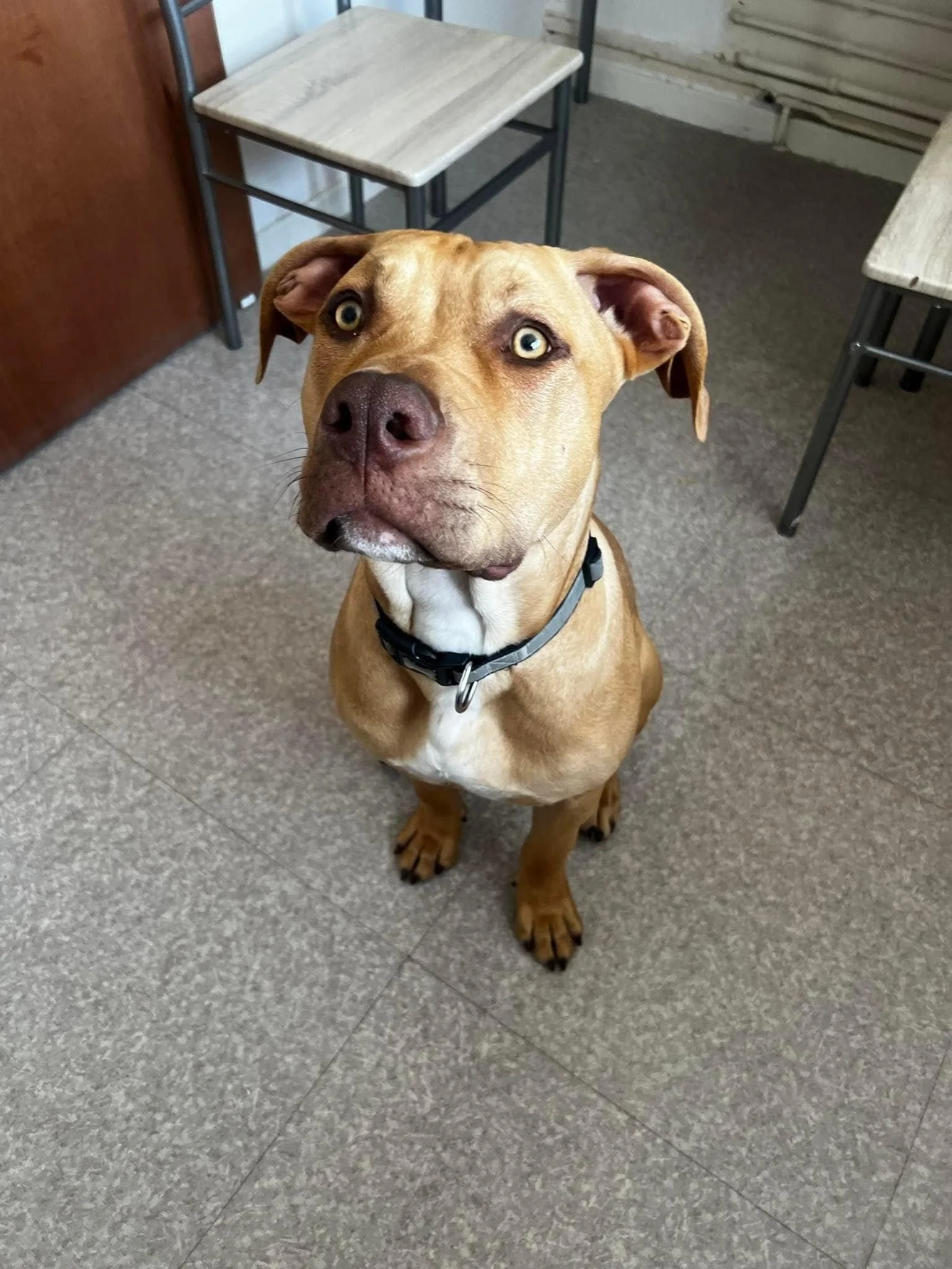 Albus | Save a Life — Adopt Today — Breeds In Need