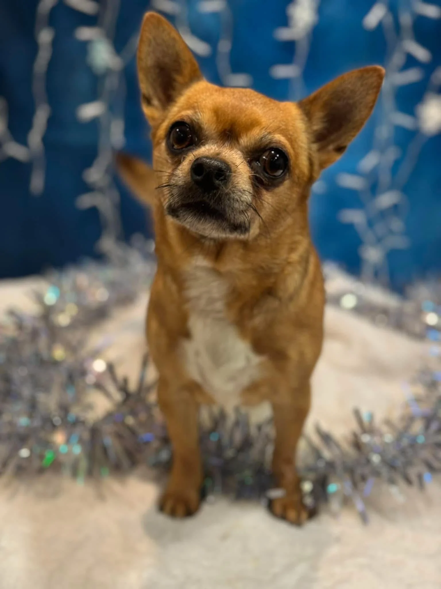 Daisy — Breeds In Need