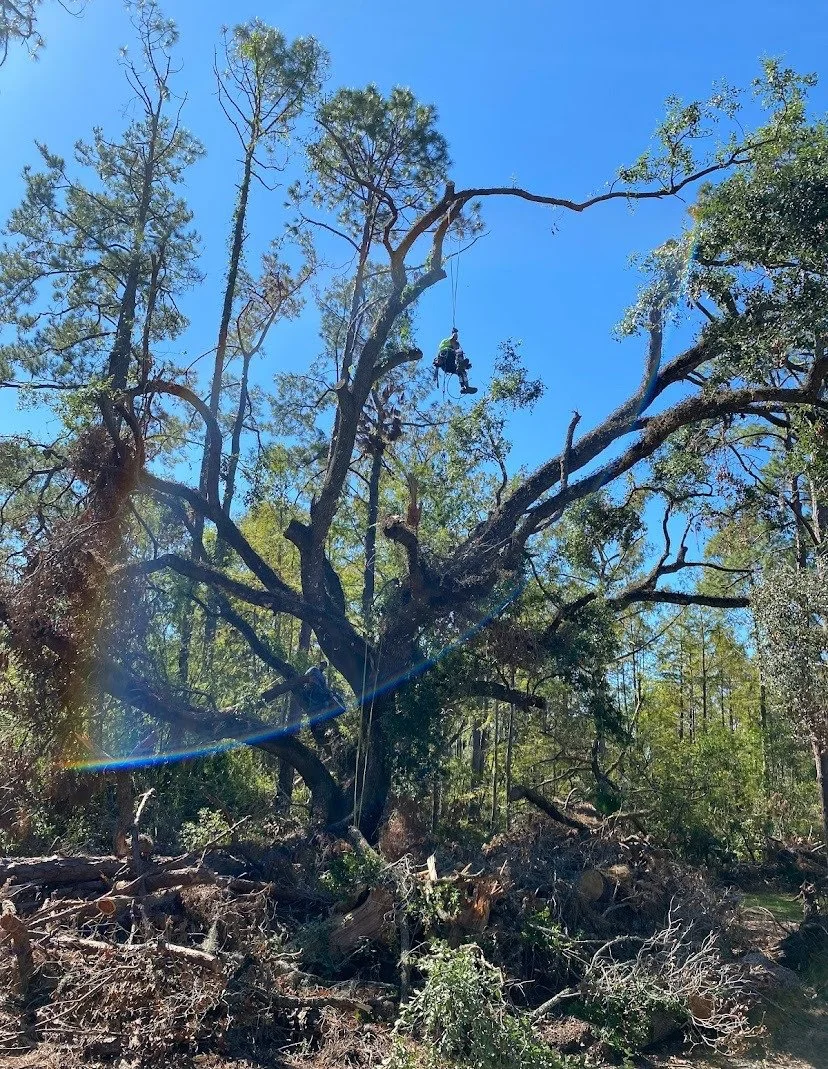 "Tree Service Pensacola/Tree Trimming pensacola/ Removal"