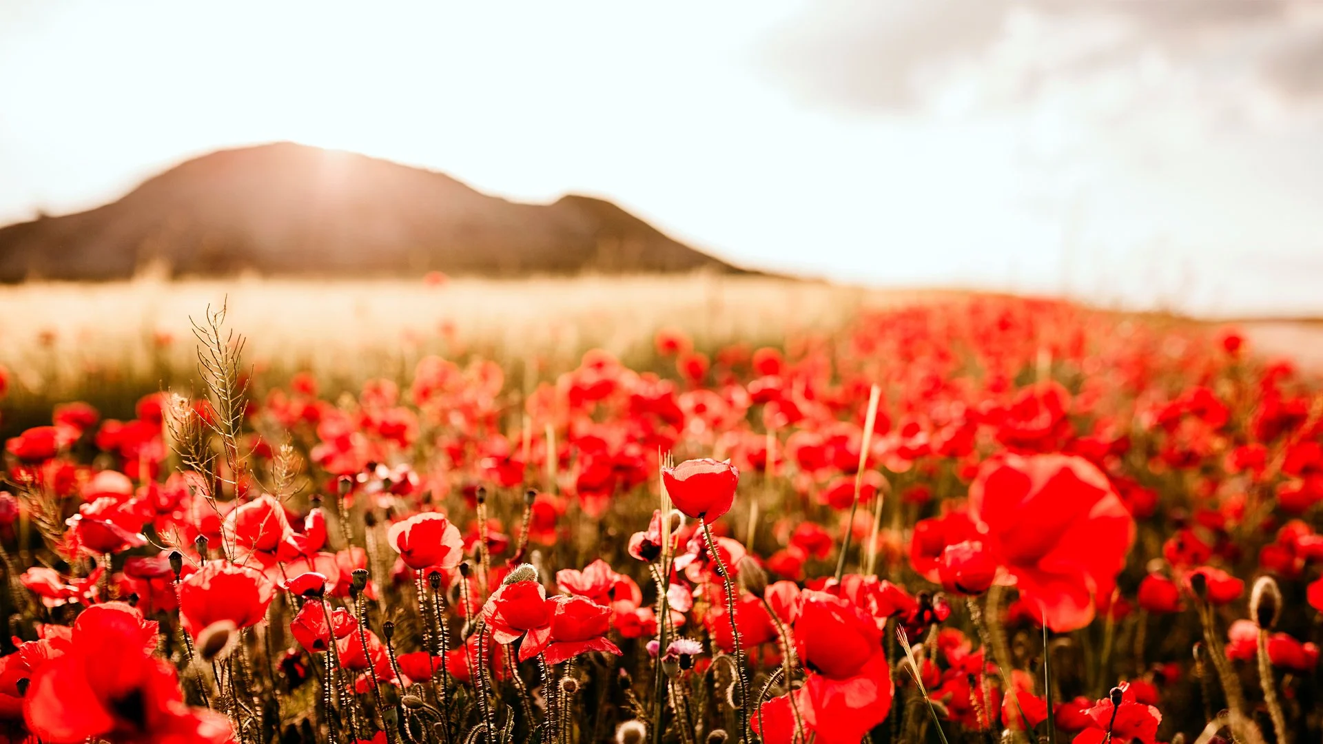 Poppies — American Legion Post 15