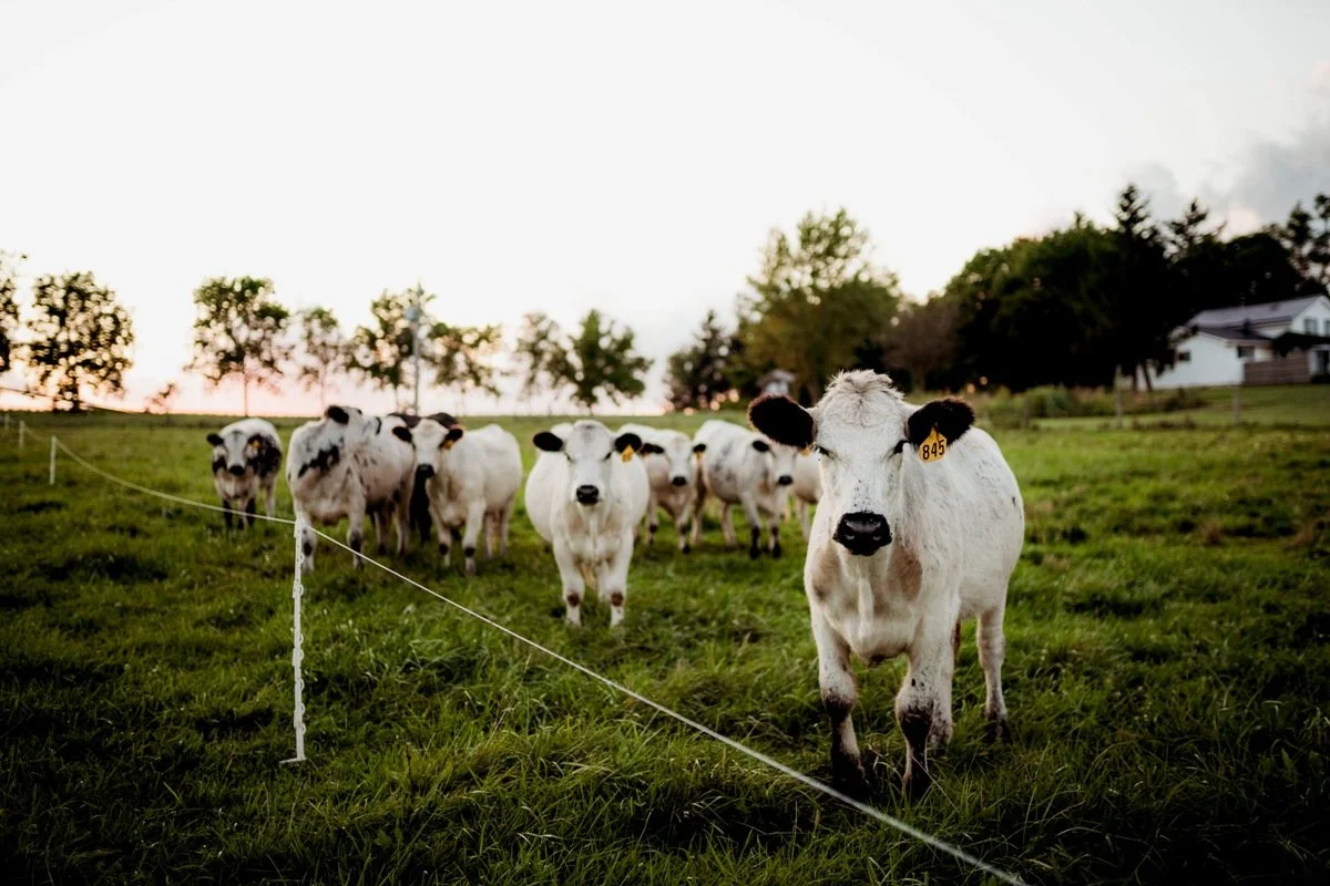 Pasture Grazed Regenerative Farm
