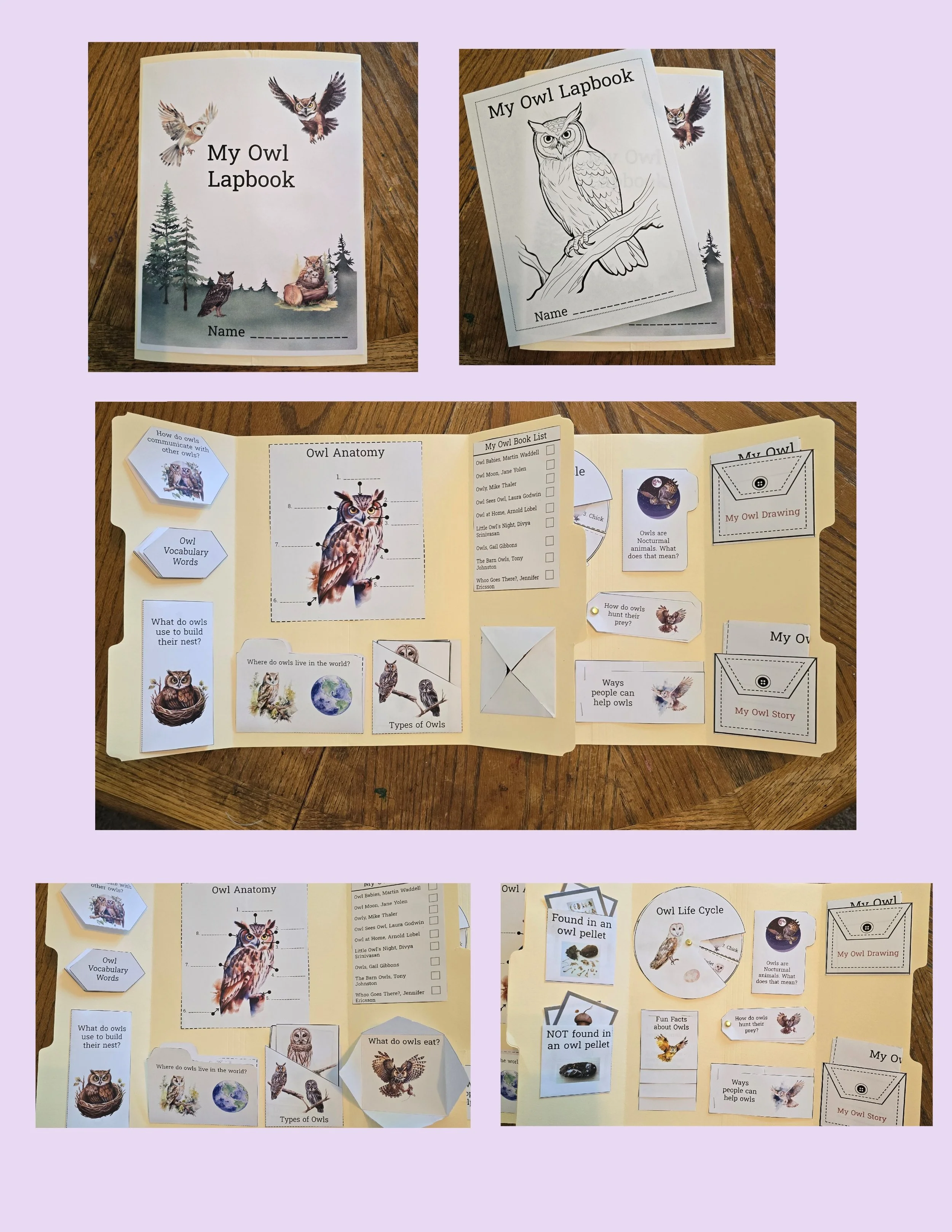 Owl Unit Study — Amy's Digital Printables