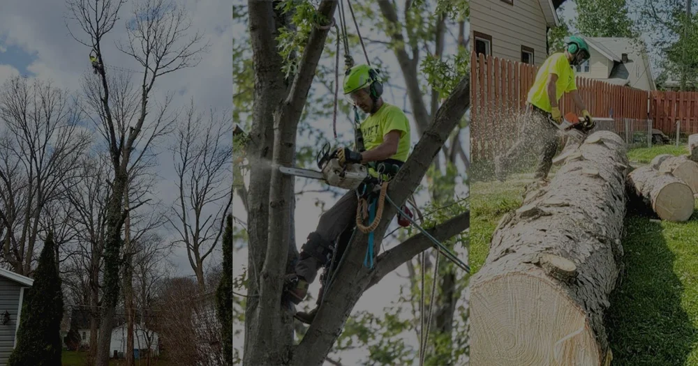 Swift Tree Service - Expert Tree Care in Northeast Ohio