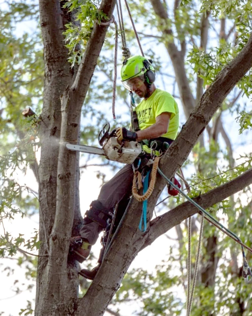About Swift Tree Service - Our Founder, Team, and Community Efforts ...
