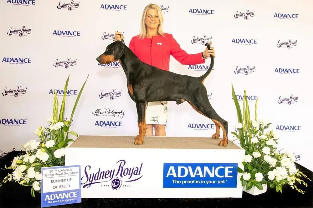 The Dobermann Club of NSW Inc