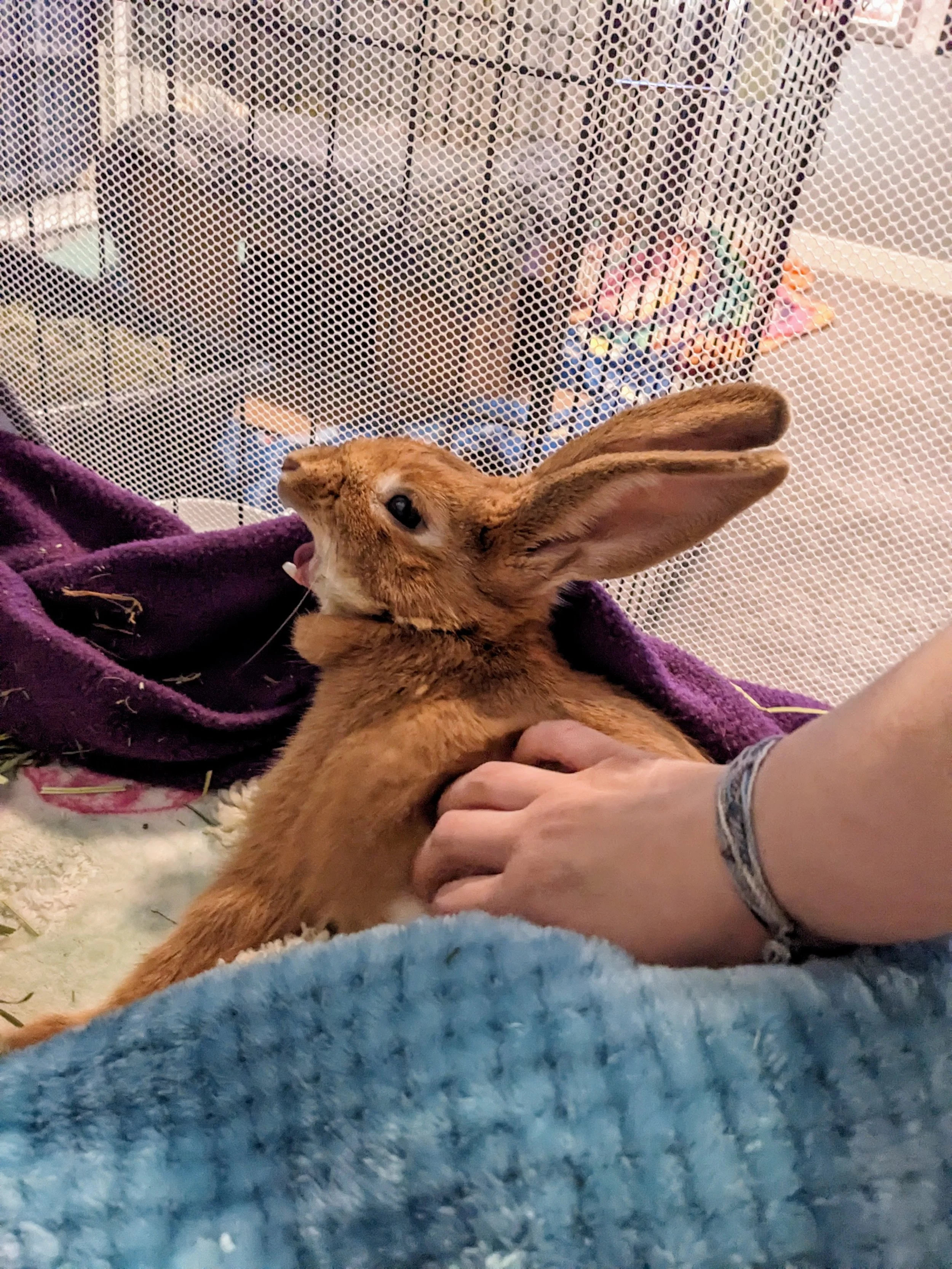 Country Road Rabbit Rescue