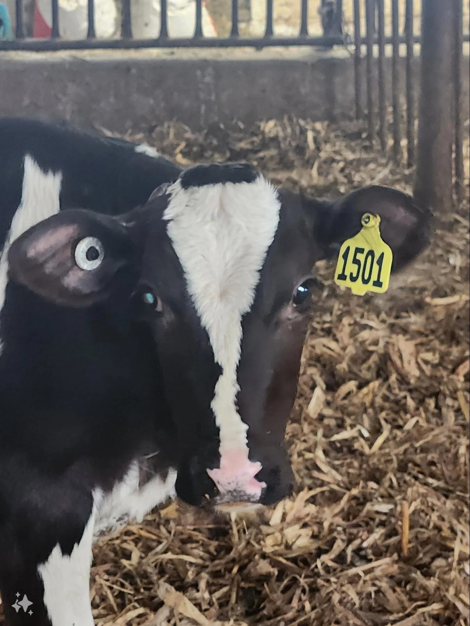 Curious Cows and Company - Corcoran, MN Calf Cuddling