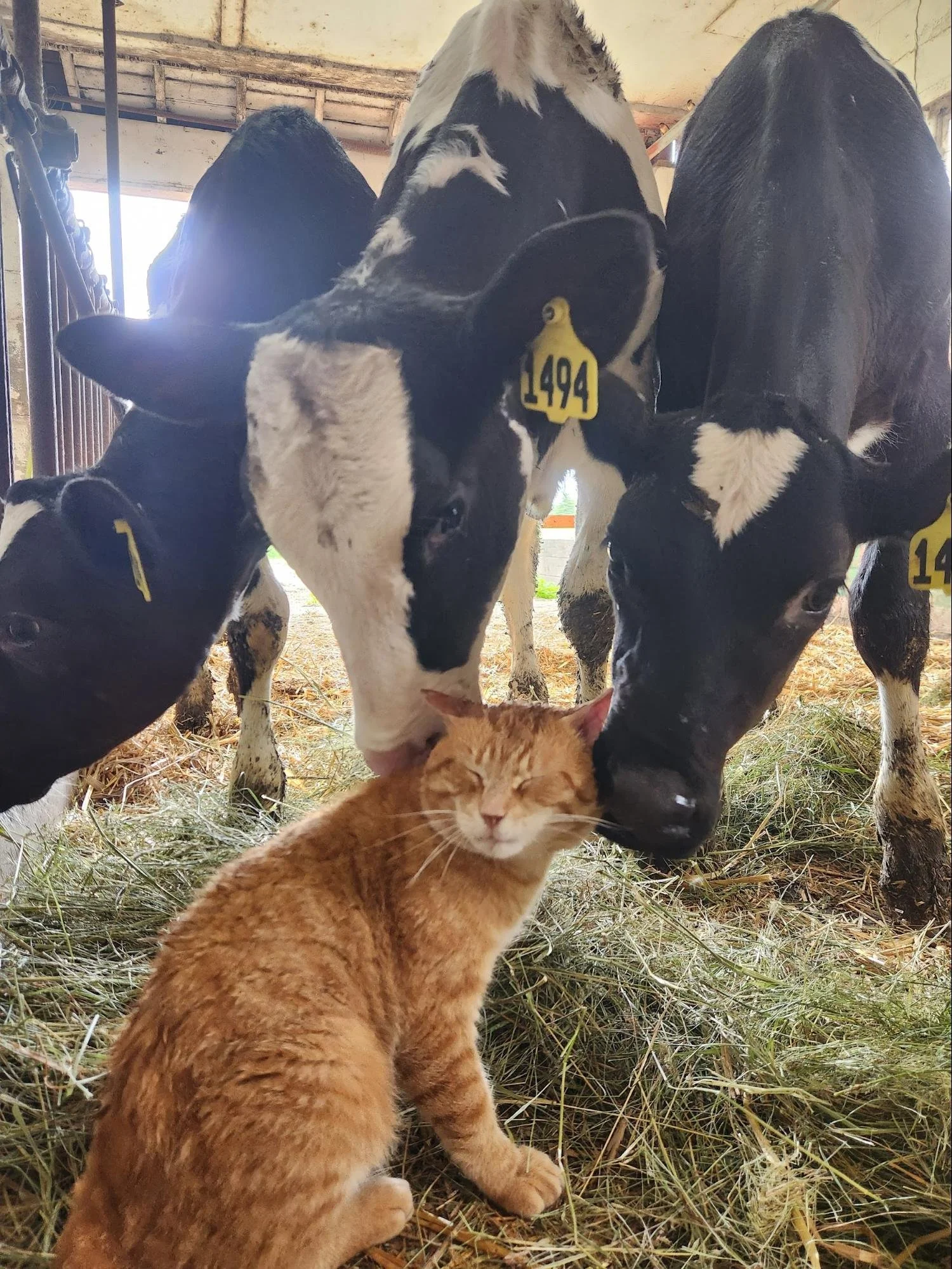 Curious Cows and Company - Corcoran, MN Calf Cuddling