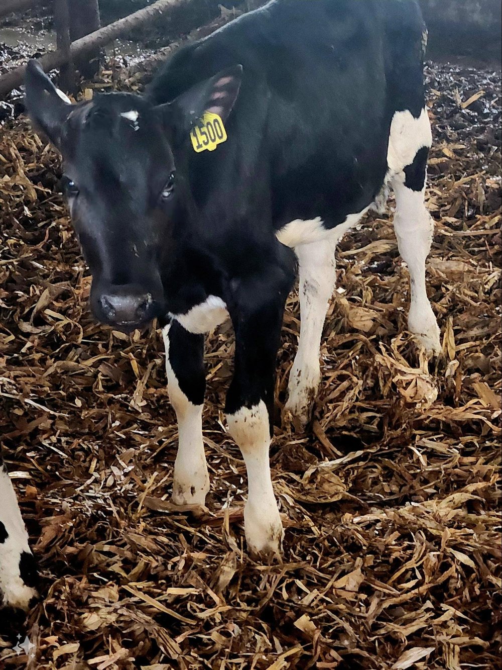 Curious Cows and Company - Corcoran, MN Calf Cuddling