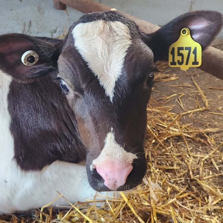 Curious Cows and Company - Corcoran, MN Calf Cuddling