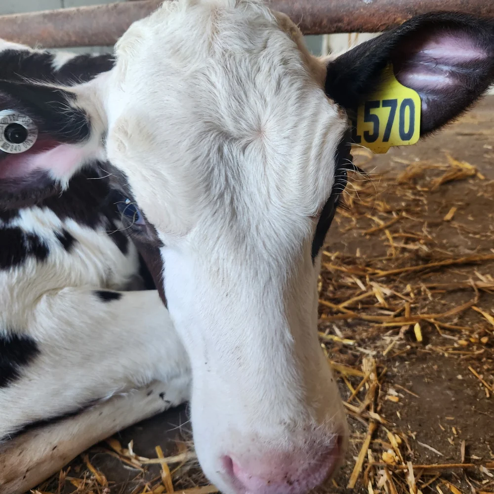 Curious Cows and Company - Corcoran, MN Calf Cuddling